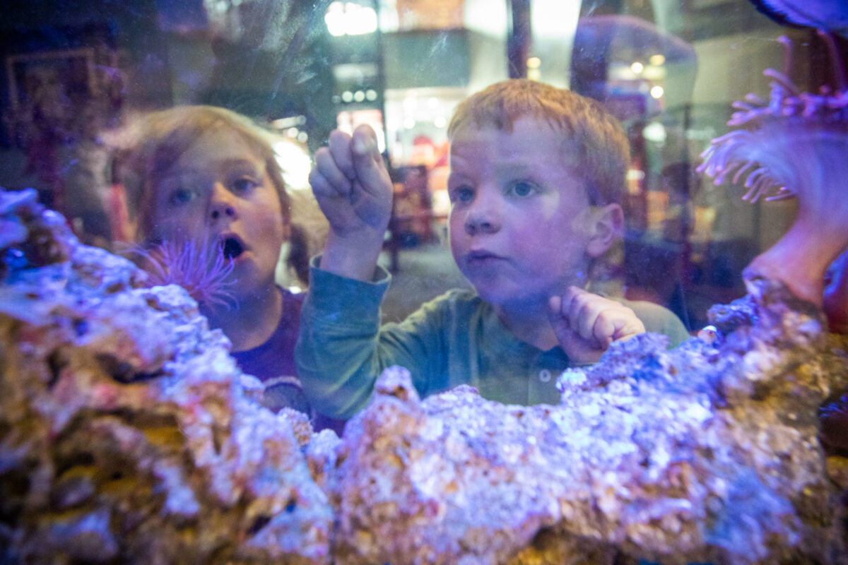 Ogden’s treehouse museum preparing for multimillion dollar expansion ...